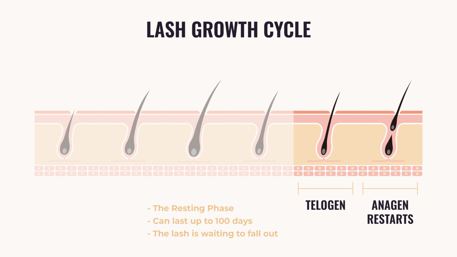 Eyelash Growth Cycle Explained: Anagen, Catagen, and Telogen Phases