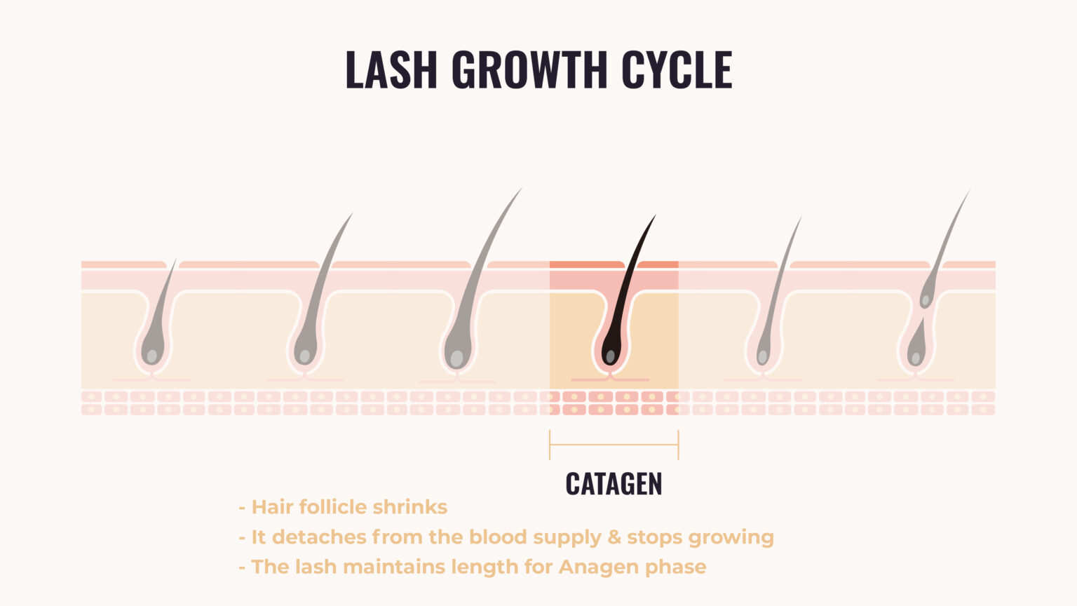 Eyelash Growth Cycle Explained: Anagen, Catagen, and Telogen Phases