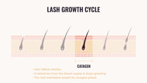 Eyelash Growth Cycle Explained: Anagen, Catagen, and Telogen Phases