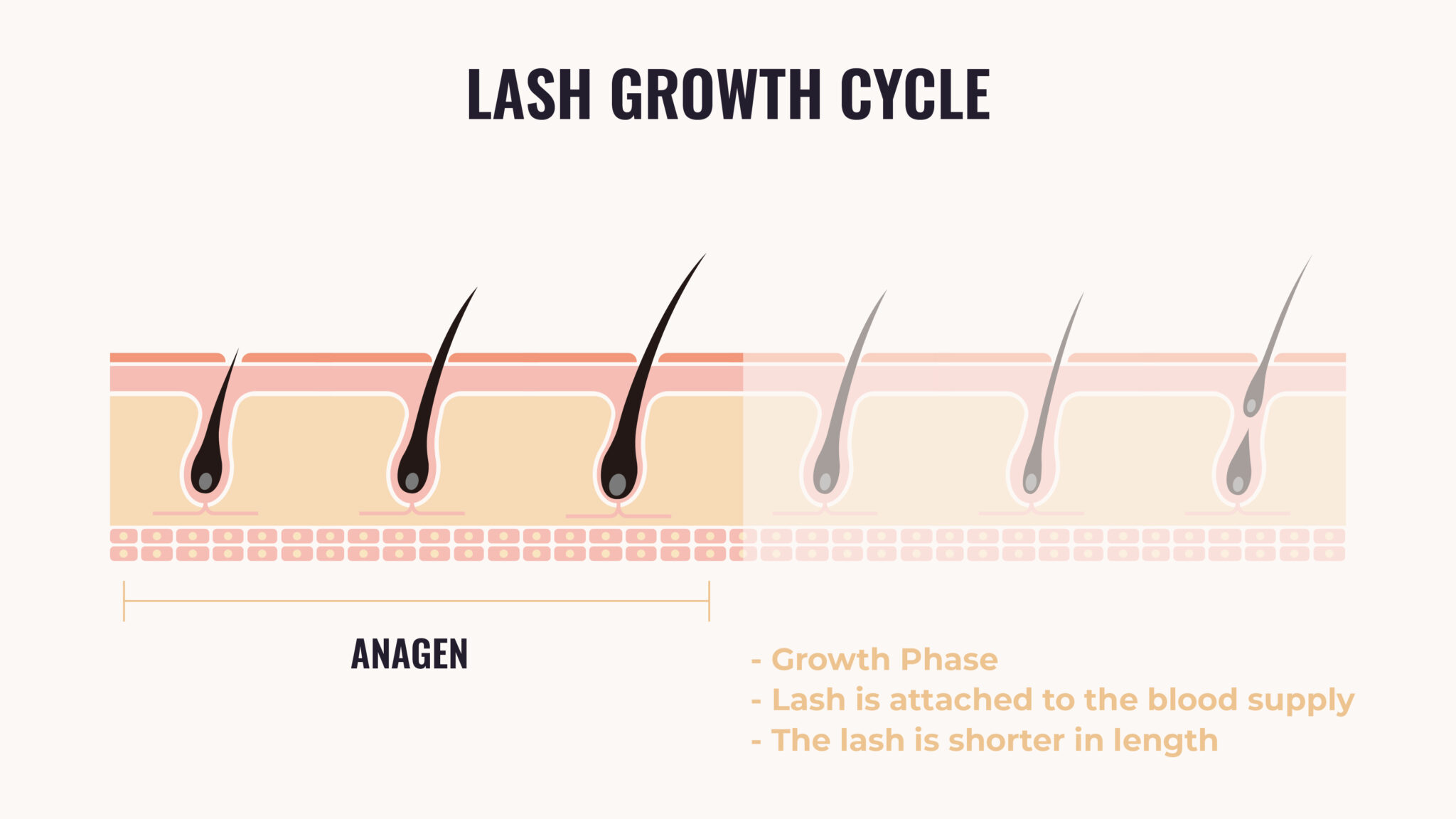 Eyelash Growth Cycle Explained: Anagen, Catagen, and Telogen Phases